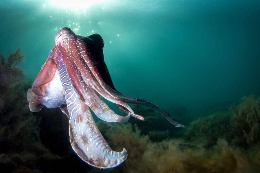 Giant Australian Cuttlefish Trip 2017 (Pt Lowly) - Dive Shack